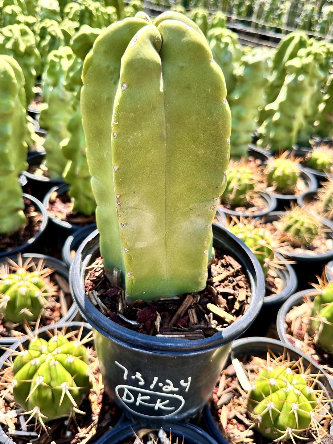 Totem Pole Cactus 'spineless SENITA' Boxy Pachycereus Schottii ...