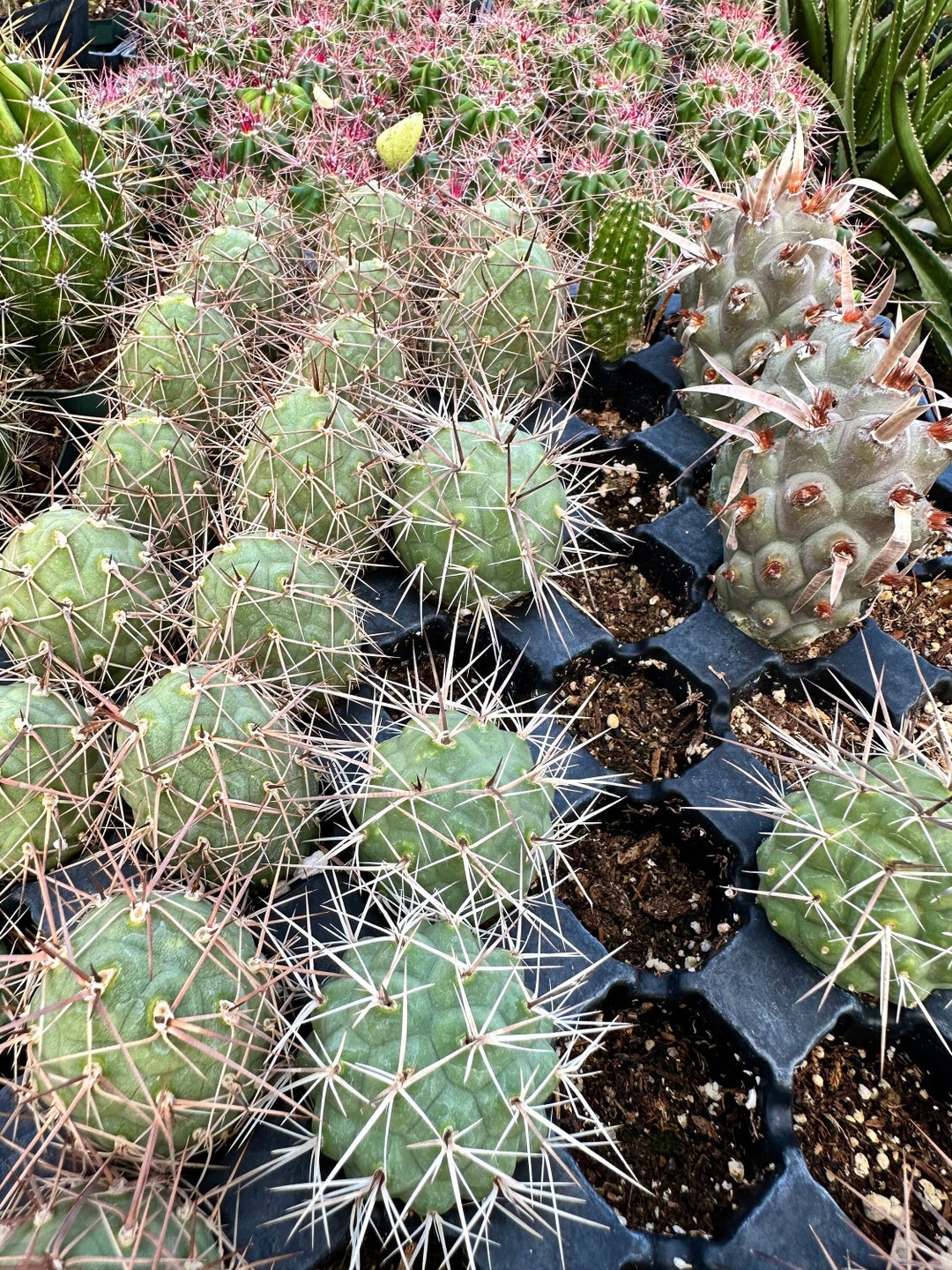 Tephrocactus Alexanderi Ssp. Bruchii (sphere Cactus) Candelabra ...
