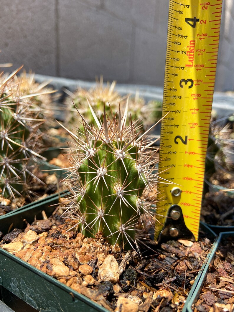 Stenocereus Eruca creeping Devil Cactus Live Plant Drought - Etsy