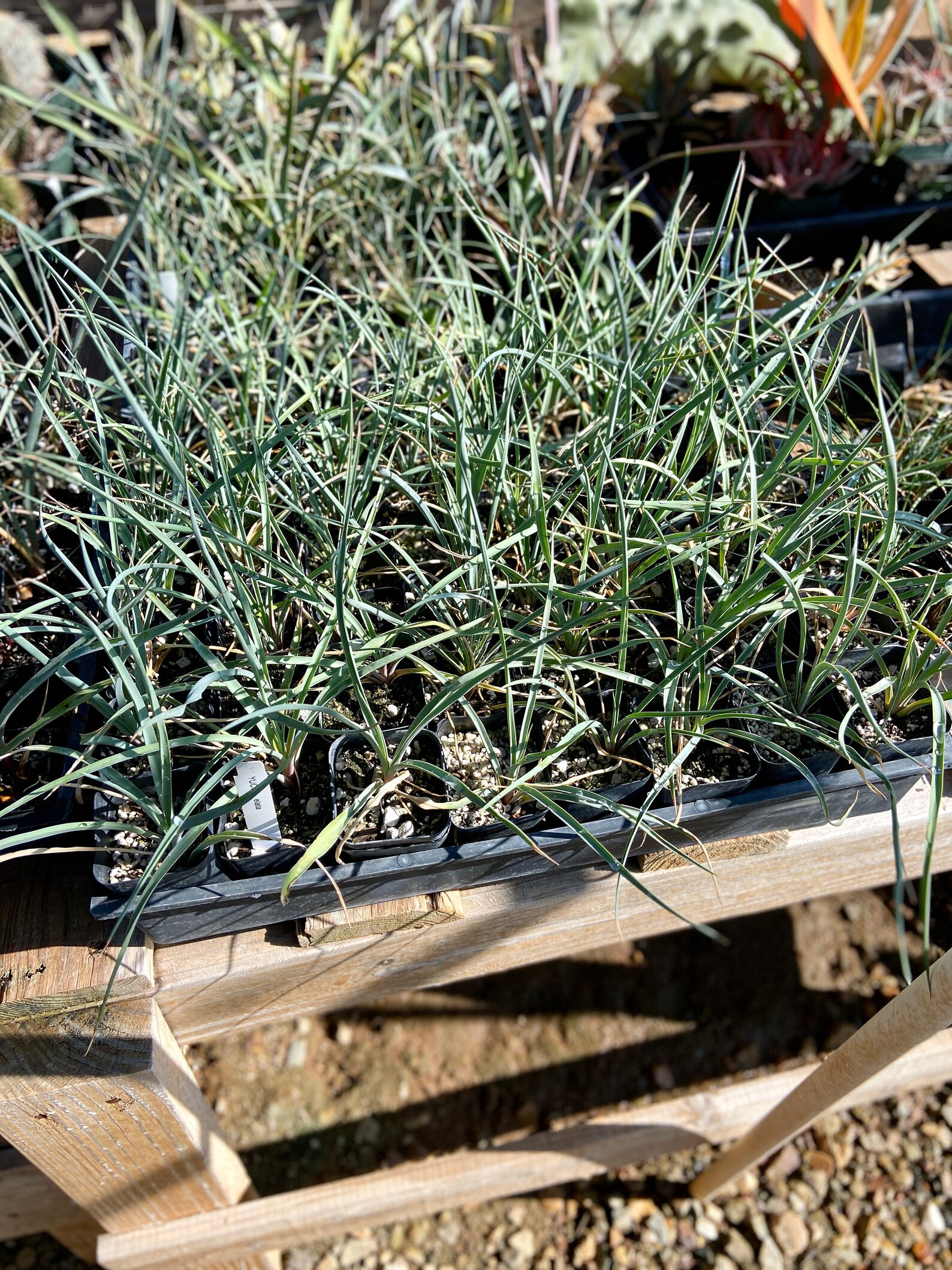 Soaptree Yucca yucca Elata Live Plant Cold Hardy Silvery - Etsy