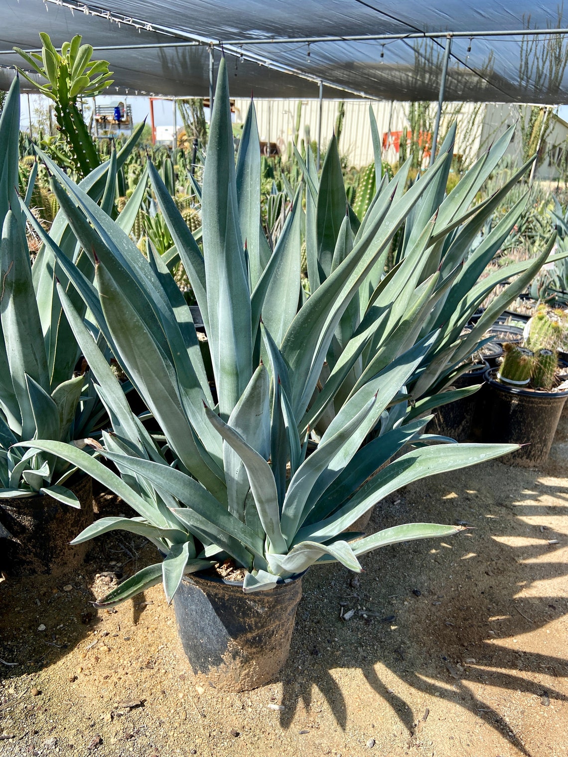 Agave Murpheyi spineless blue Form RARE Smooth | Etsy