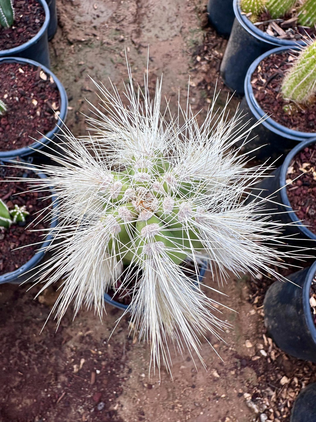 Senita (woolly Rhinoceros) 'BLONDE SPINES' Lophocereus Schottii Old Man ...