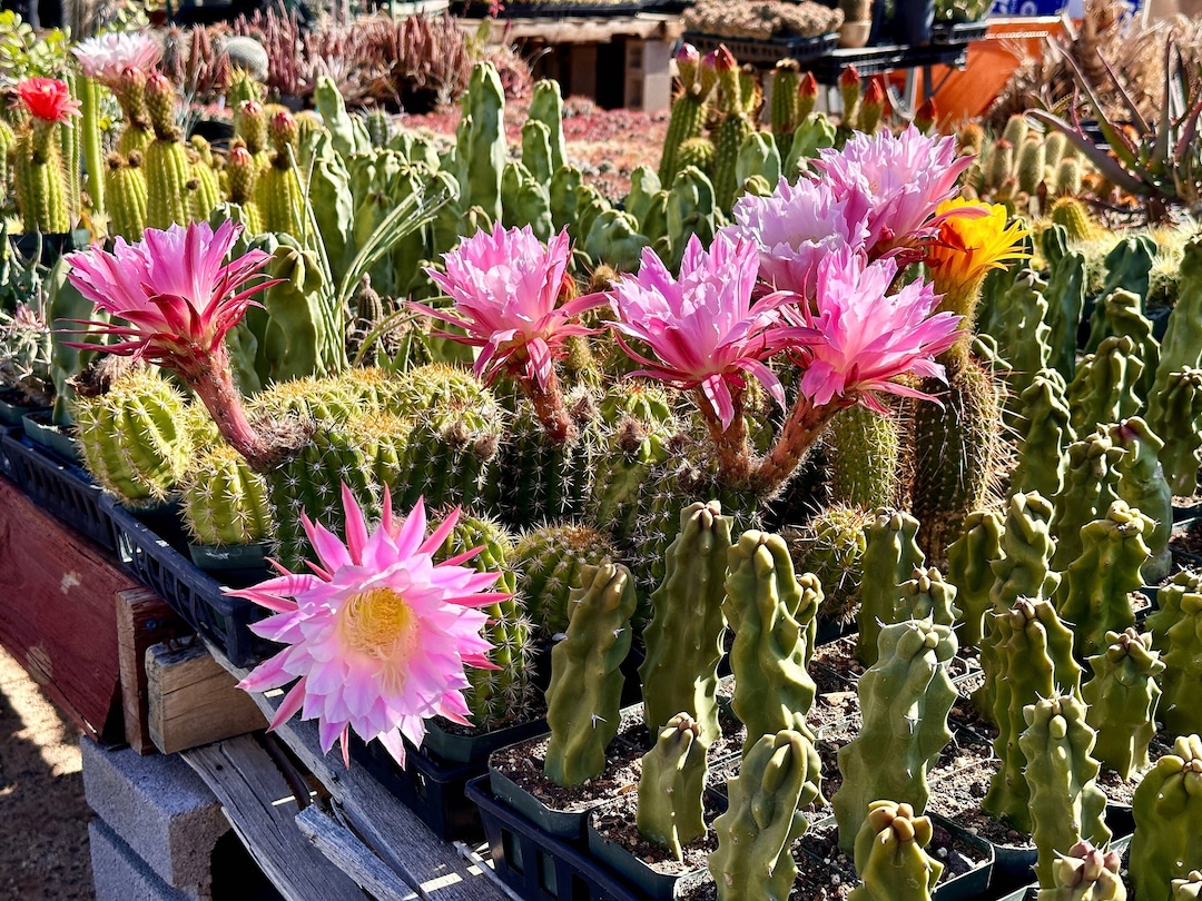 XXL Bicolor Echinopsis Trichocereus Hybrid Cactus: Periwinkle Lilac ...