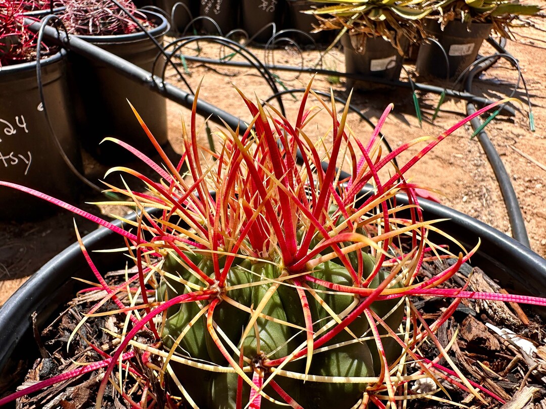Ferocactus Acanthodes california Barrel Barrel Cactus Blood Red ...