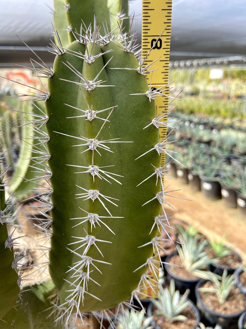 Pachycereus Schottii senita Whisker Cactus Live Plant - Etsy Pachycereus Schottii senita Whisker Cactus Live Plant - Etsy