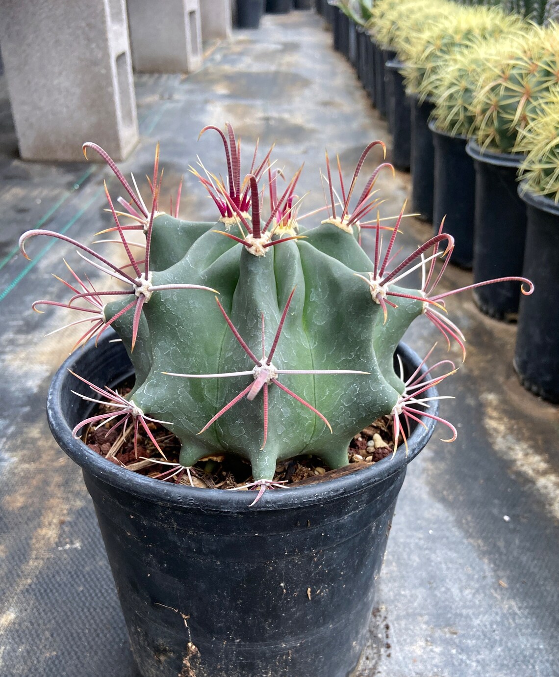 Ferocactus Peninsulae baja Fire Barrel Seed Propagated - Etsy