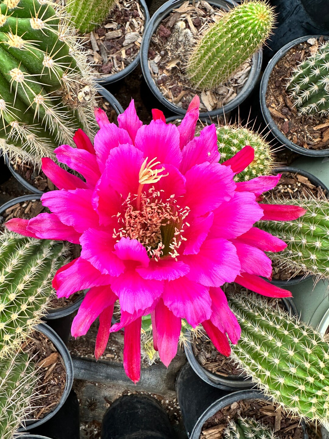 Trichocereus X Hybrid EPIC Electric Fuchsia Purple Flowers Cactus ...