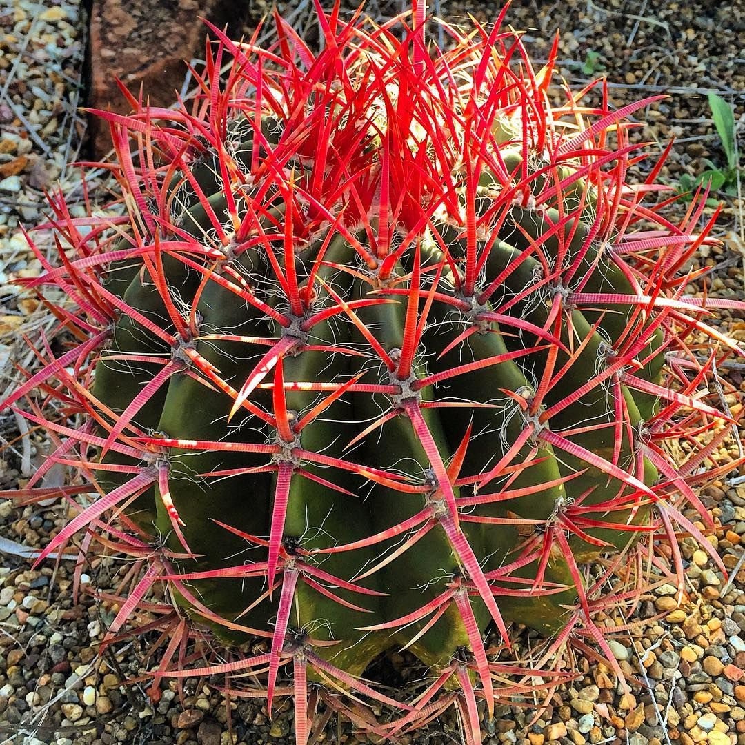 Ferocactus Pringlei (mexican Fire Barrel) Seed Grown Pilosus Stainesii ...