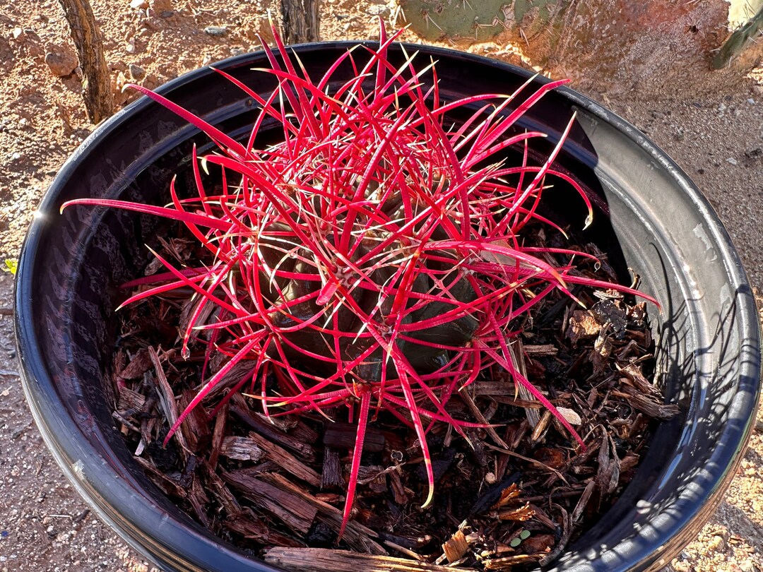 Ferocactus Acanthodes california Barrel Barrel Cactus Blood Red ...