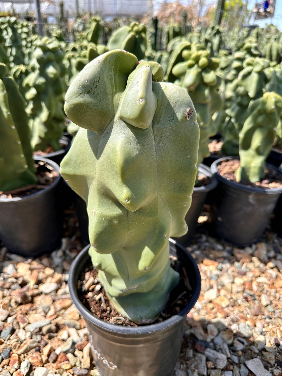 Totem Pole Cactus 'obesa' Heavily Lobed Spineless Pachycereus Schottii ...