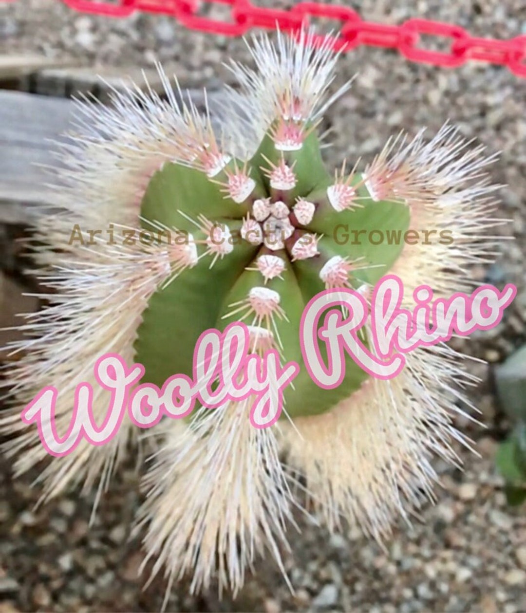 Senita (woolly Rhinoceros) XXL Long Spines Lophocereus Schottii Old Man ...