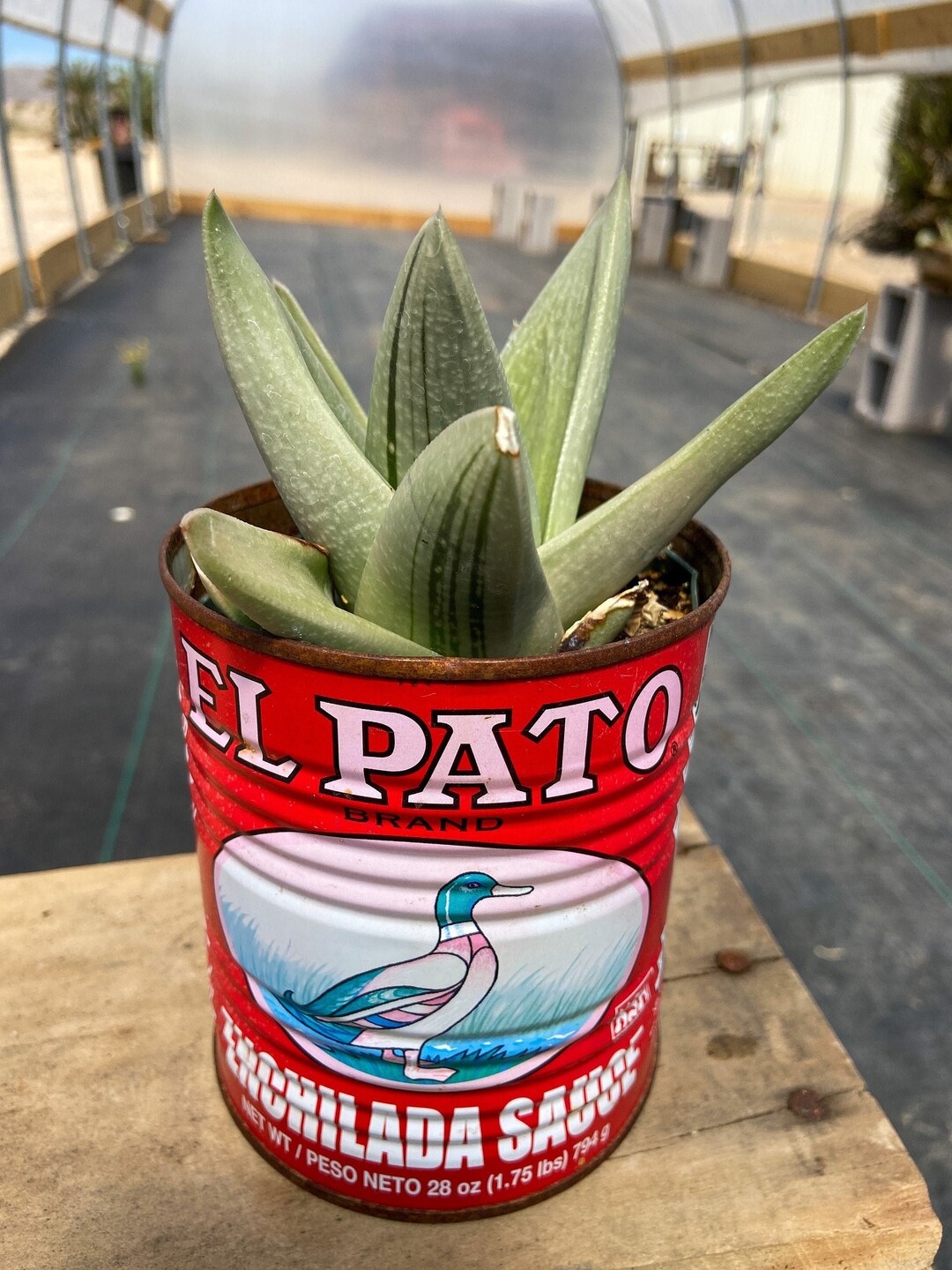 Gasteraloe (green Ice) Aloe Hybrid Attracts Hummingbirds Succulent ...