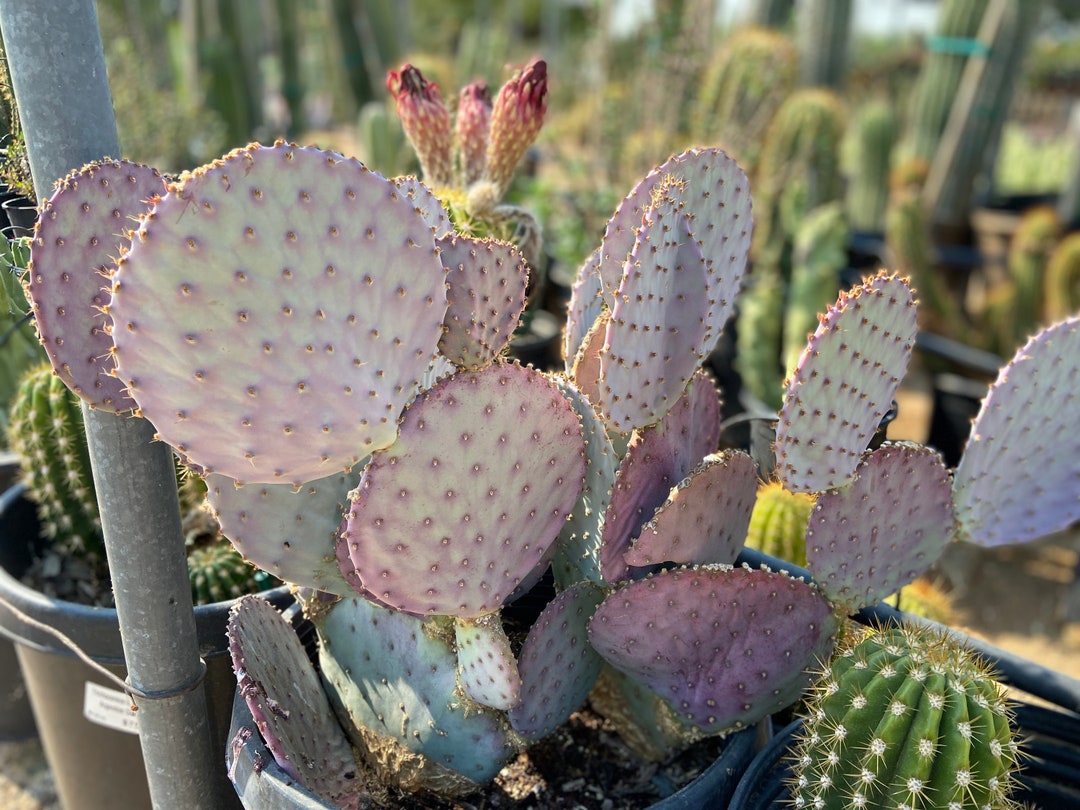 Lavender Prickly Pear Pad: Cold Hardy Desert Cactus Cutting - Etsy