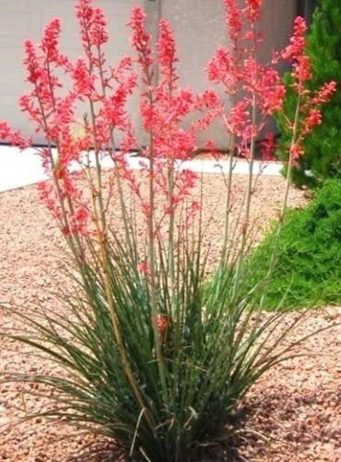 Hesperaloe Parviflora Texas Red Yucca Live Plant False Agave | Etsy