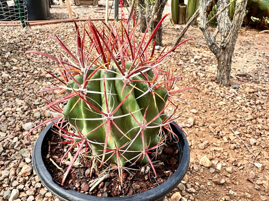 Ferocactus Cylindraceus Var. Tortulispinus (california Barrel) Barrel ...