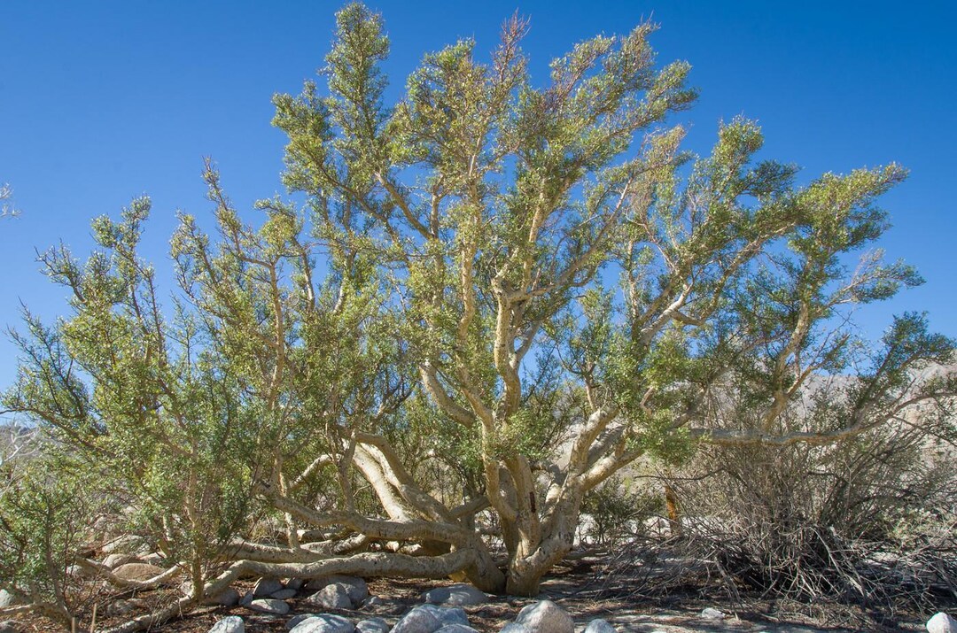 Bursera Microphylla (waterman Form) Elephant Tree Tucson Arizona ...