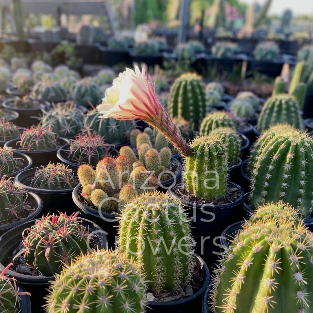 Echinopsis Candicans argentine Giant XXL Live Cactus Plant Rooted ...