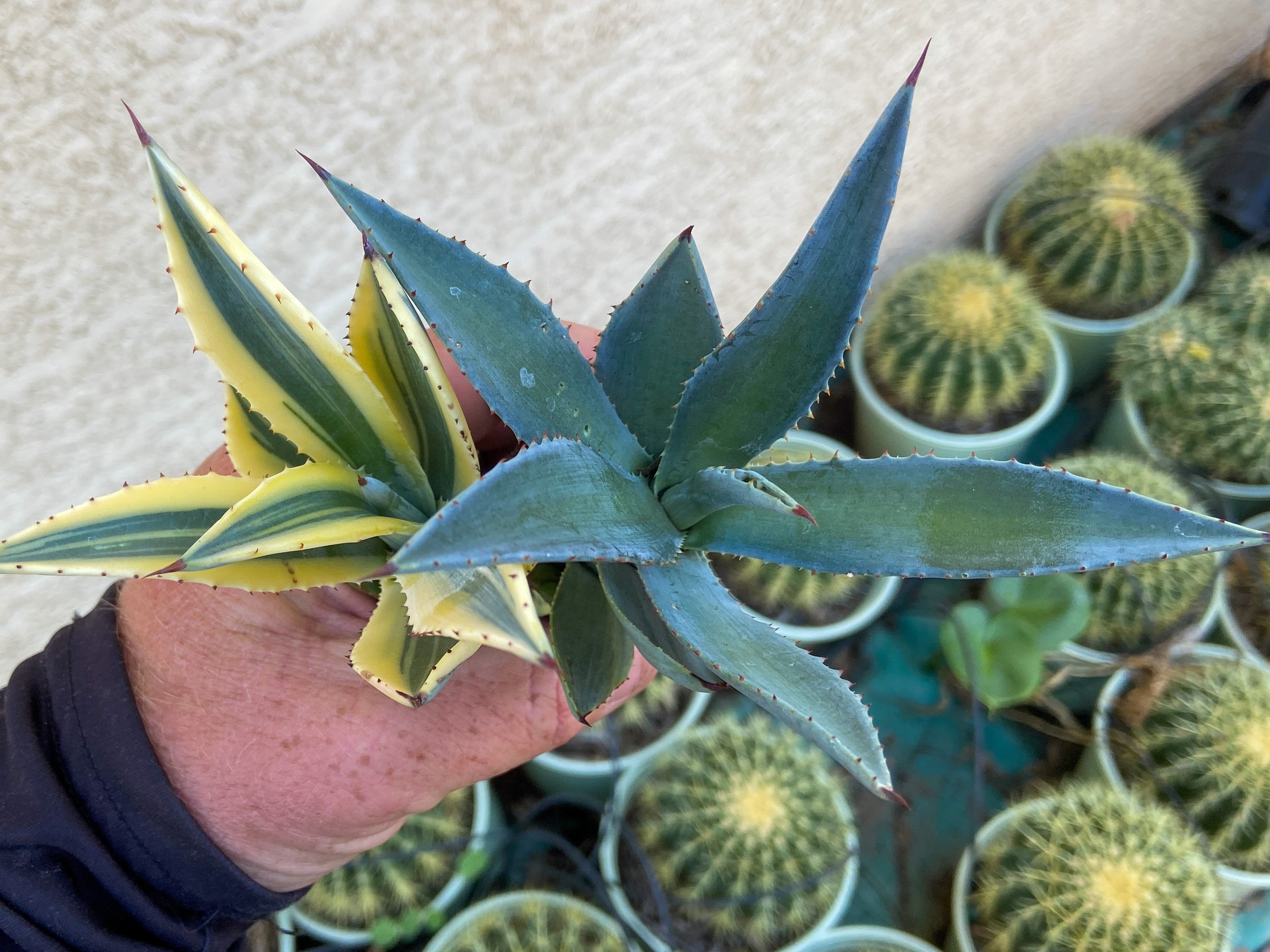 Plants Home & Living Agave Murpheyi Striata Murphy Agave Tough Well ...