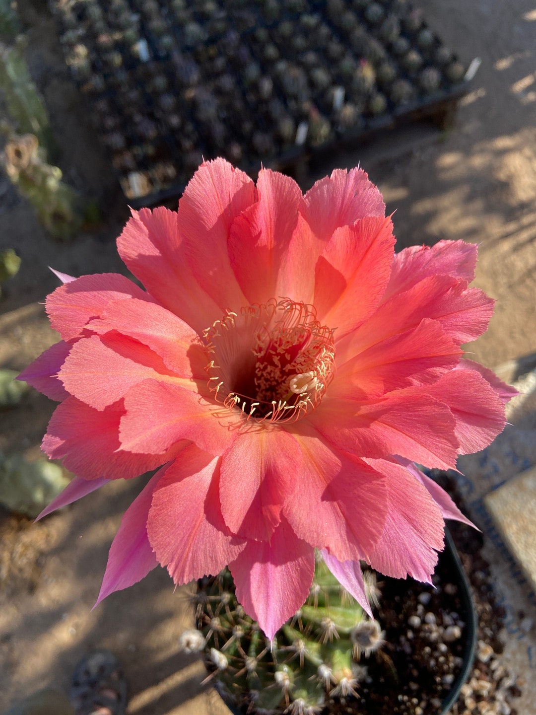 Ben Hur Echinopsis: French Fuchsia Reblooming Cactus - Etsy