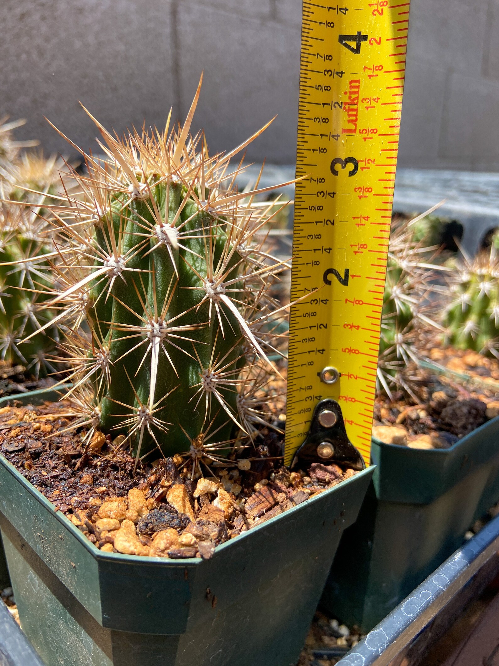 Stenocereus Eruca Creeping Devil Cactus Live Plant Drought | Etsy