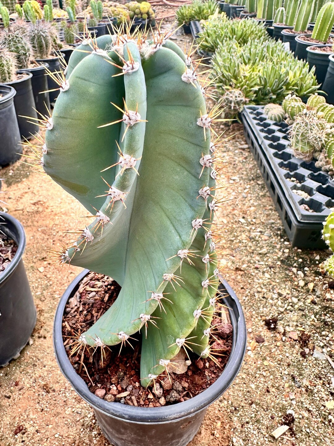 Cereus Peruvianus twisted Zig Zag Cereus Fragrant White Summer Flowers ...