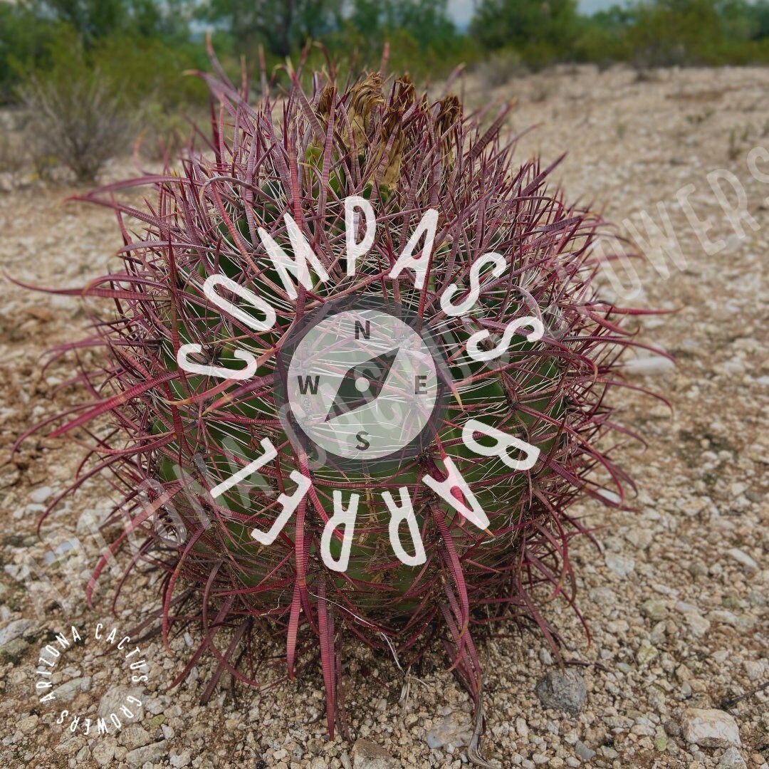 Ferocactus Wislizeni compass Barrel STARTERS Orange - Etsy