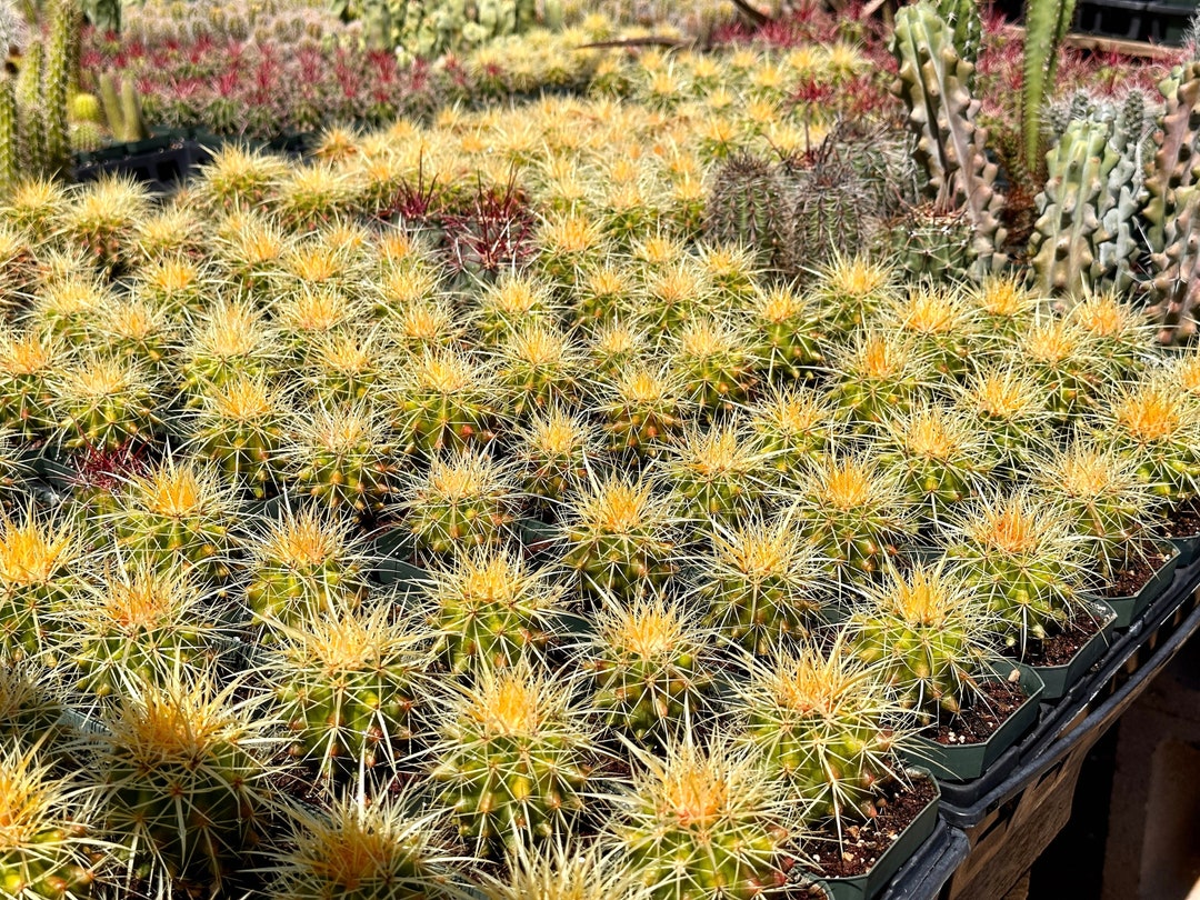 Golden Barrel Cactus (echinocactus Grusonii) – Arizona-grown, Desert ...