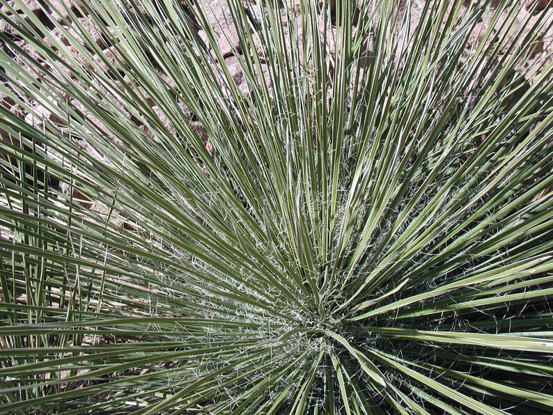 Soaptree Yucca yucca Elata Live Plant Cold Hardy Silvery - Etsy