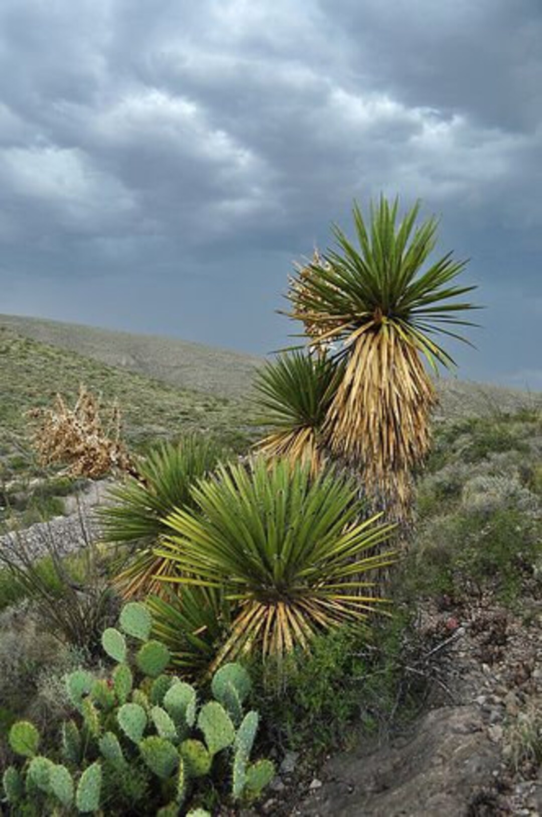Yucca Carnerosana dagger Yucca Cold Hardy White Leaf Filament Broad ...