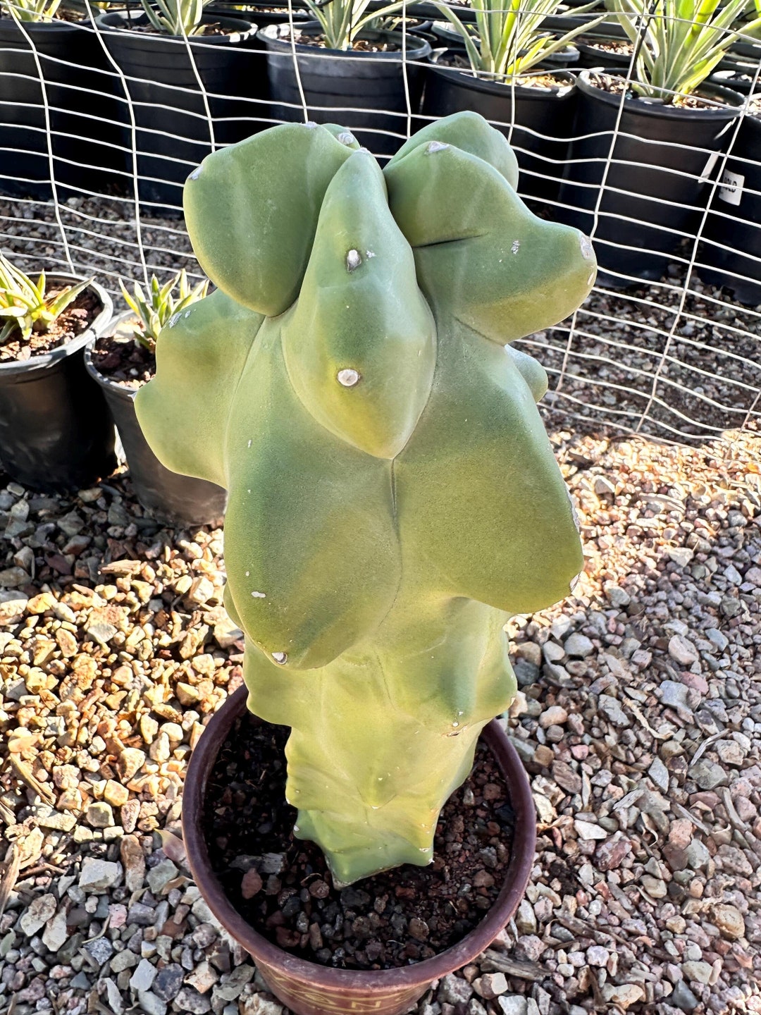 Totem Pole Cactus 'obesa' Heavily Lobed Spineless Pachycereus Schottii ...