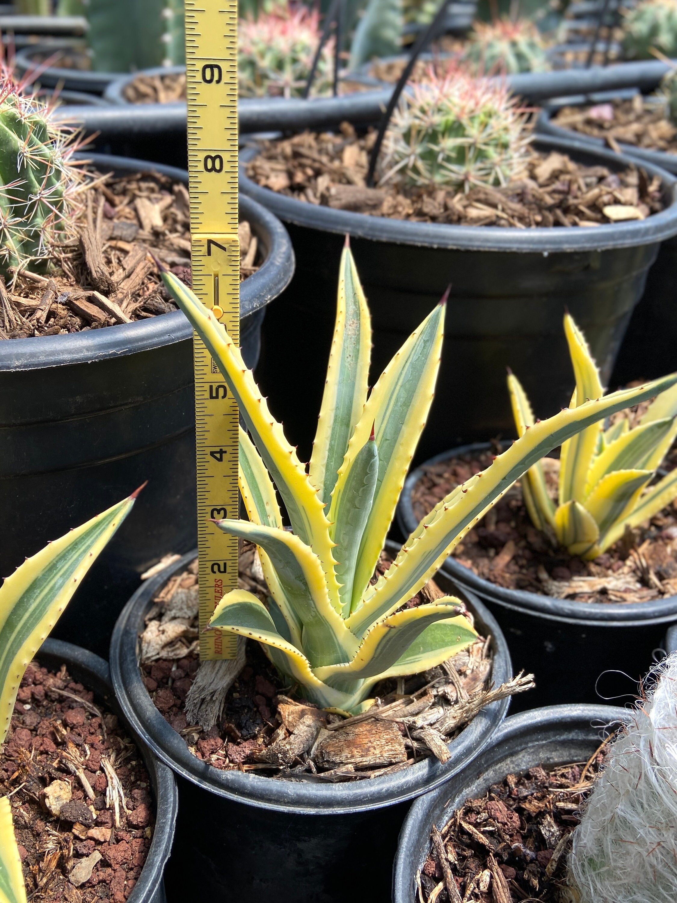 Plants Home & Living Agave Murpheyi Striata Murphy Agave Tough Well ...