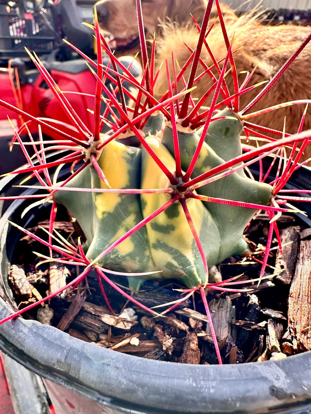 Ferocactus Emoryi Ssp. Rectispinus Variegated Sunburst Barbling Rare - Etsy