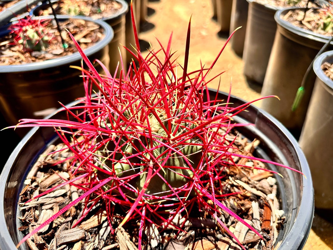 Ferocactus Acanthodes california Barrel Barrel Cactus Blood Red ...