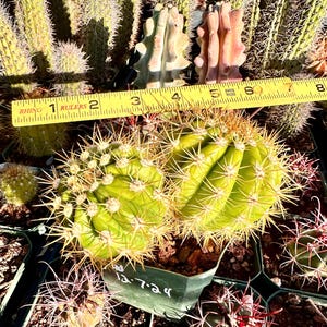 Echinopsis Candicans (argentine Giant) XXL Live Cactus Plant Rooted ...
