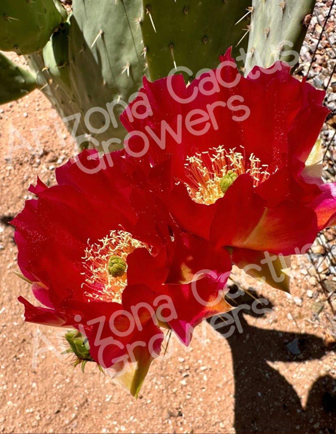 Opuntia 'fruit Punch' Prickly Pear Pad Cutting: Hybrid Cactus - Etsy