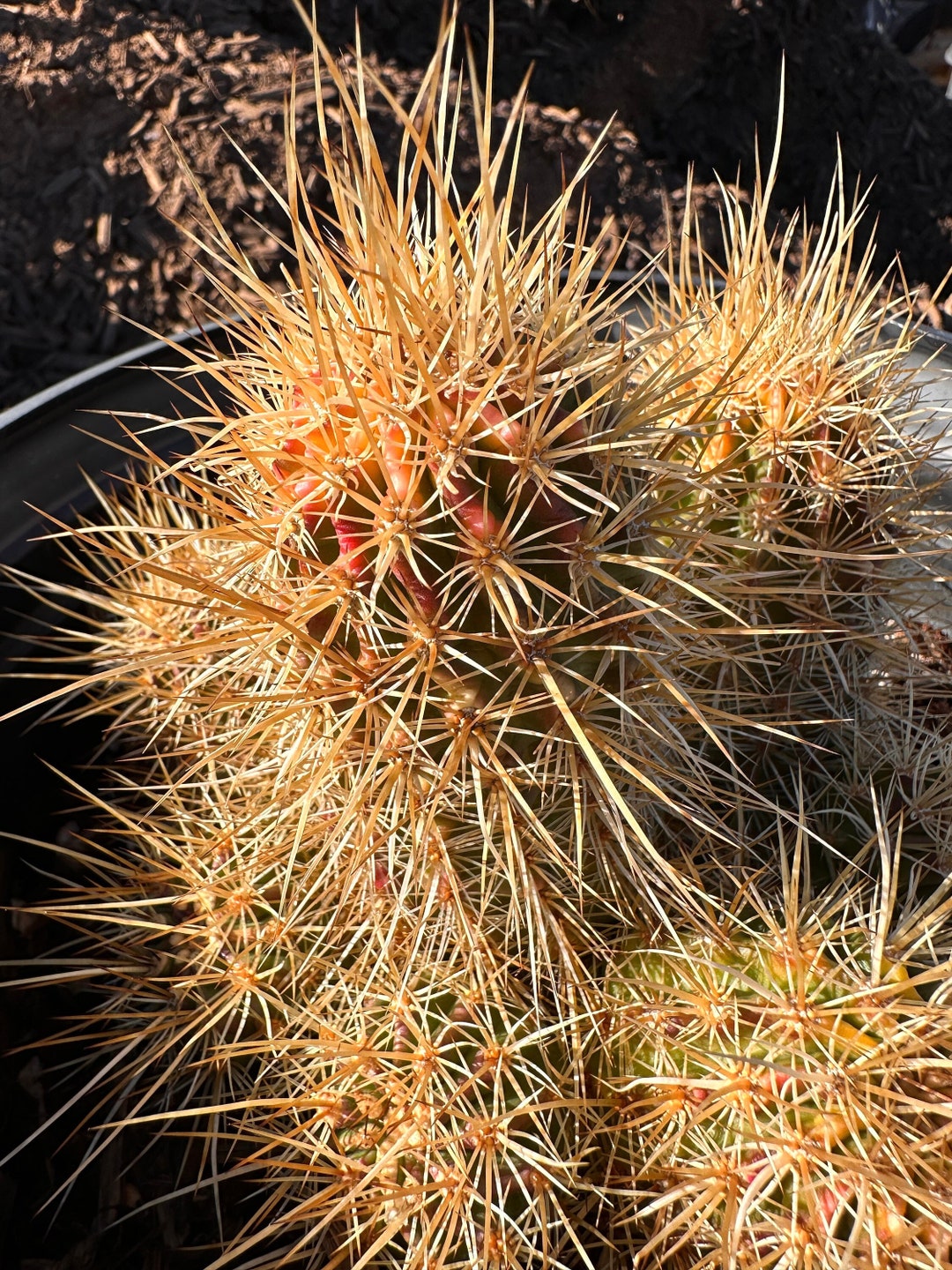 Echinocereus Hybrid Nicholii X Engelmannii (golden Hedgehog) Flowering ...