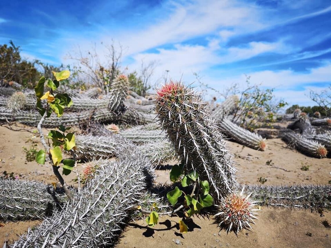 Stenocereus Eruca creeping Devil Cactus Live Plant Drought - Etsy