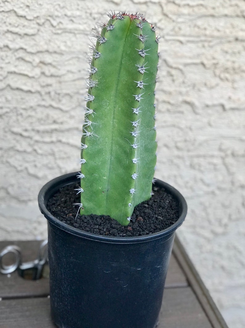 Pachycereus Schottii senita Whisker Cactus Live Plant - Etsy Pachycereus Schottii senita Whisker Cactus Live Plant - Etsy