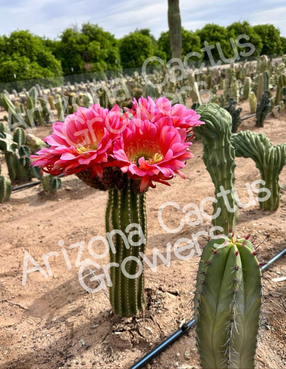 Trichocereus 'flying Saucer' Cactus Hybrid: Hot Pink Magenta Blooms - Etsy