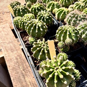Echinopsis Hybrid Cactus: Gilly's Favorite, Salmon Pink Magenta Stripe ...