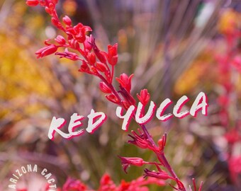Red Yucca (hesperaloe Parviflora) Starter Plant - Etsy