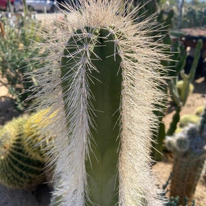 Senita (woolly Rhinoceros) XXL Long Spines Lophocereus Schottii Old Man ...