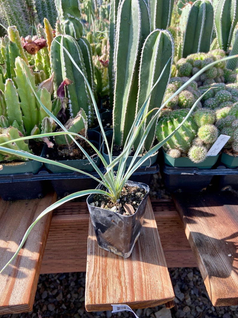 Soaptree Yucca yucca Elata Live Plant Cold Hardy Silvery - Etsy