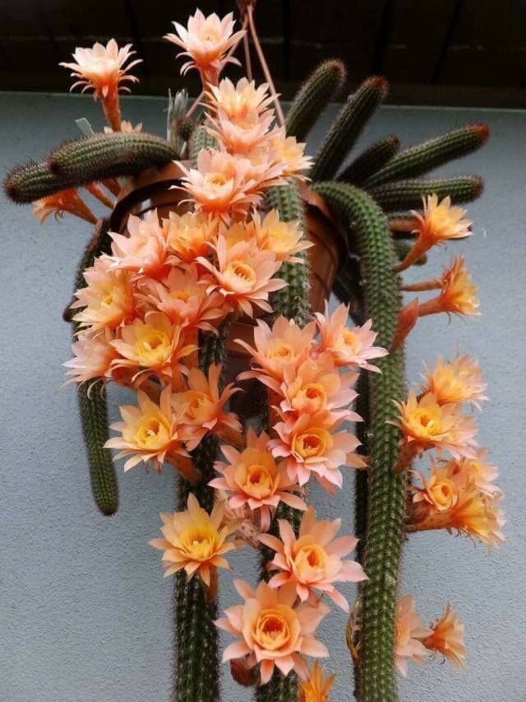 Peach Monarch Cactus (hildewintera Hybrid) – Trailing Clumper With Soft ...