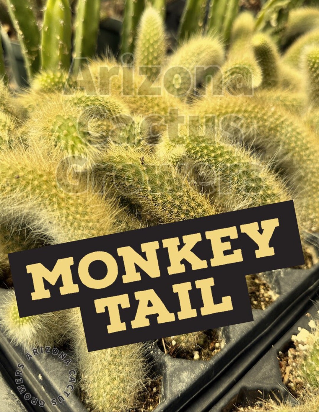 Monkey Tail Cactus (cleistocactus Colademononis) Vibrant Red Pink ...