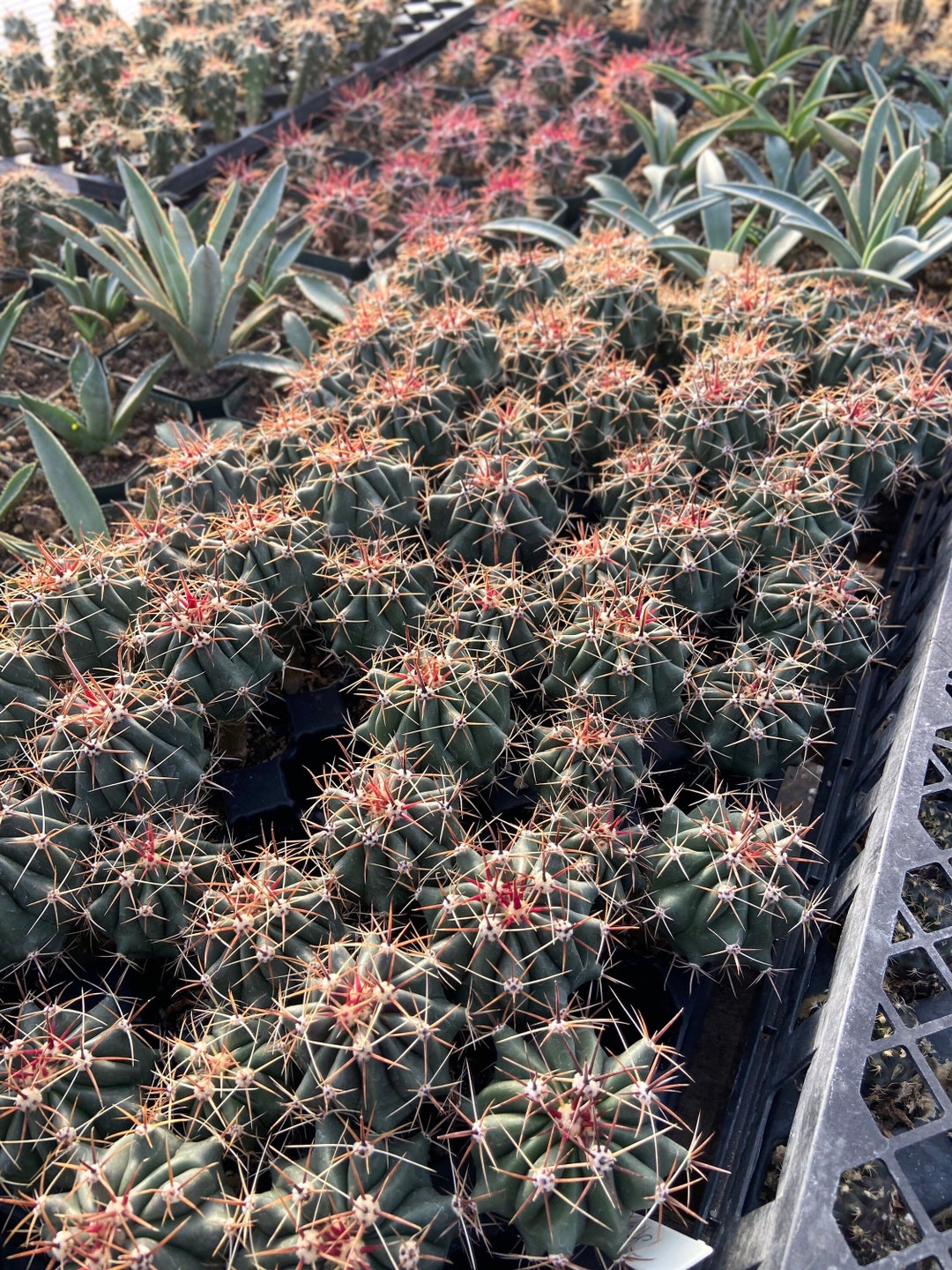 Ferocactus Wislizeni (compass Barrel) STARTERS Orange Marmalade Flowers ...