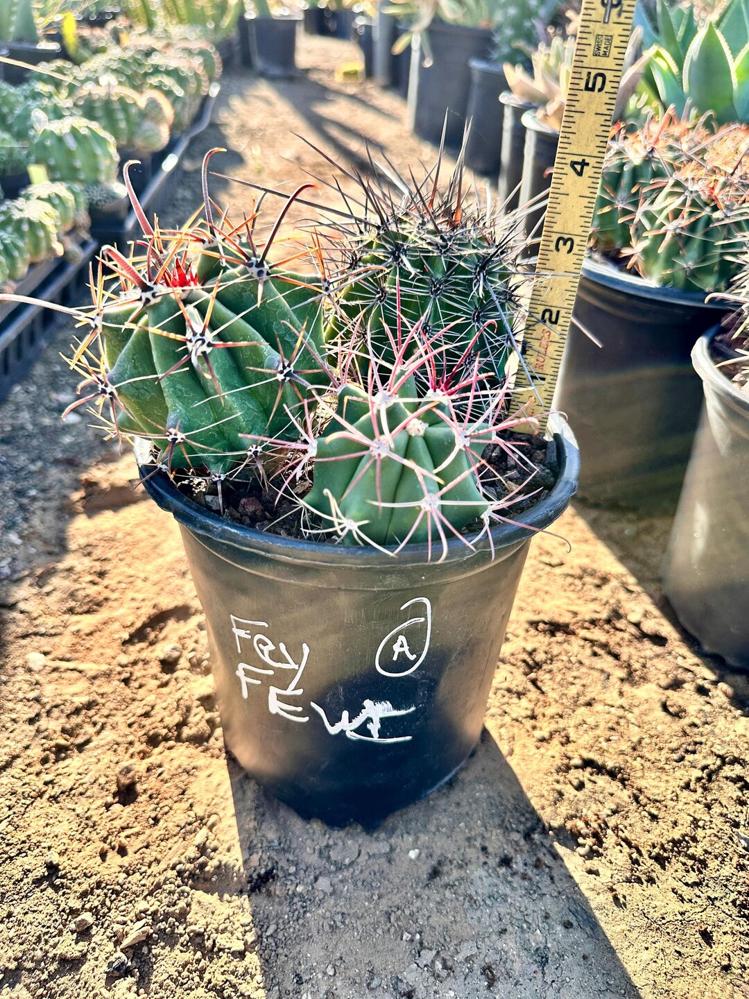 Arizona Saguaro & Barrel Collection Mix Sonoran Desert Trio Desert ...