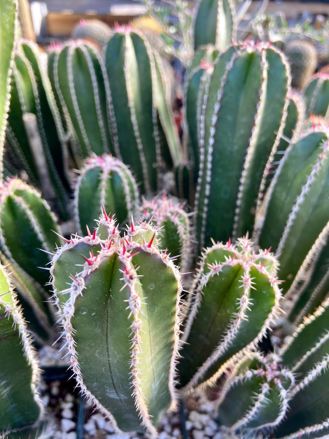 Pachycereus Marginatus mexican Fence Post Cactus Fencepost - Etsy