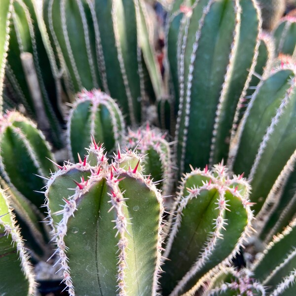 Fence Post Cactus - Etsy