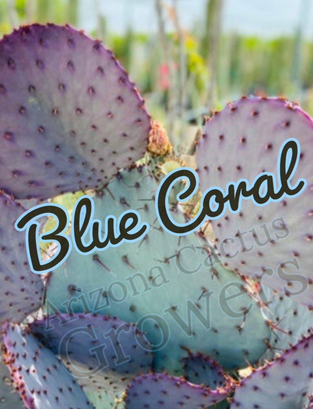 Blue Coral Prickly Pear Pad Cutting: Purple Monstrose Opuntia - Etsy